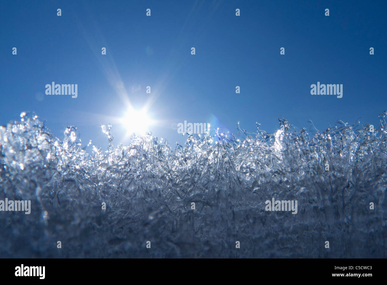 ice on the branches thawing under the sunshine Stock Photo - Alamy