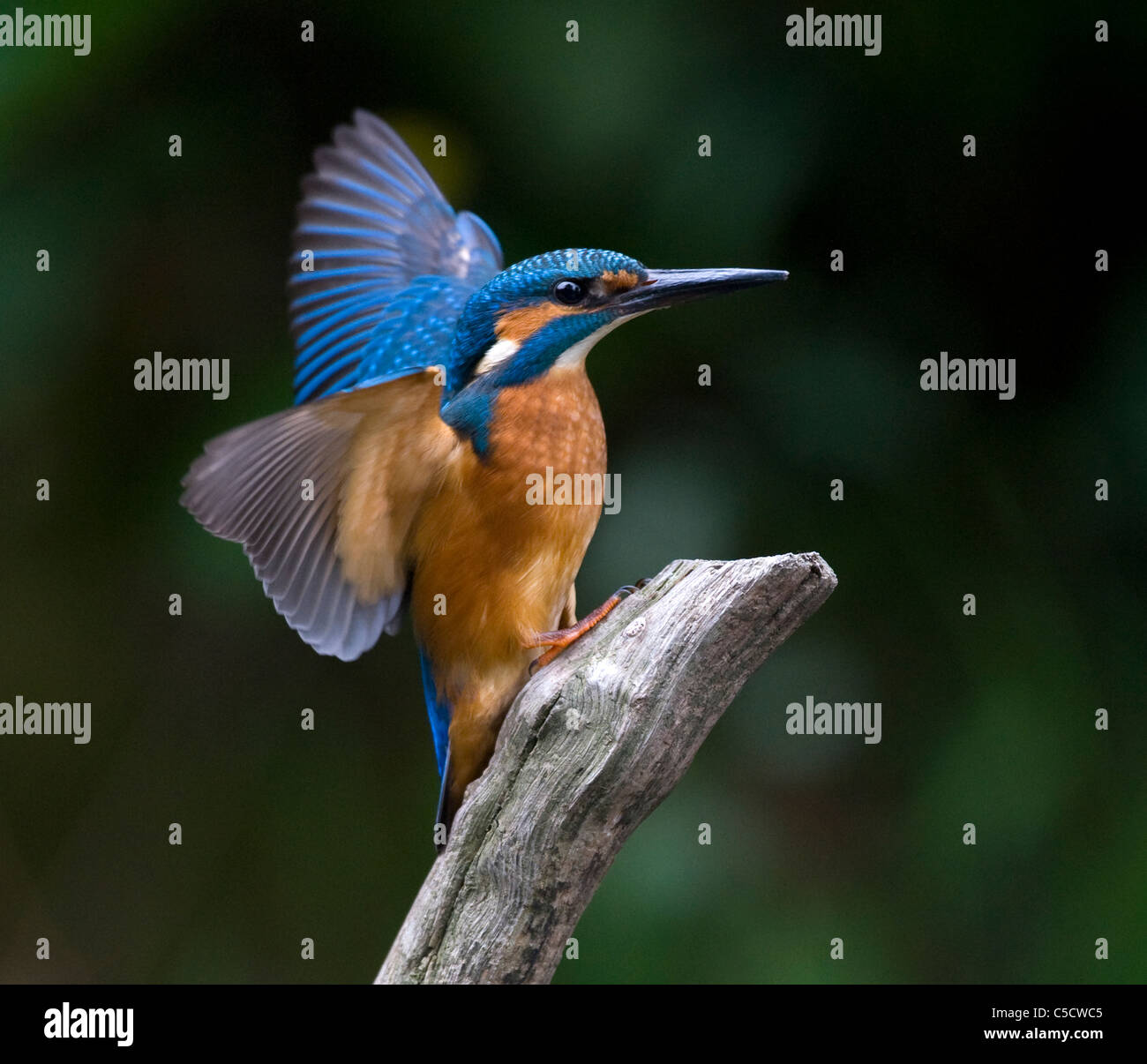 Kingfisher In Flight High Resolution Stock Photography and Images - Alamy