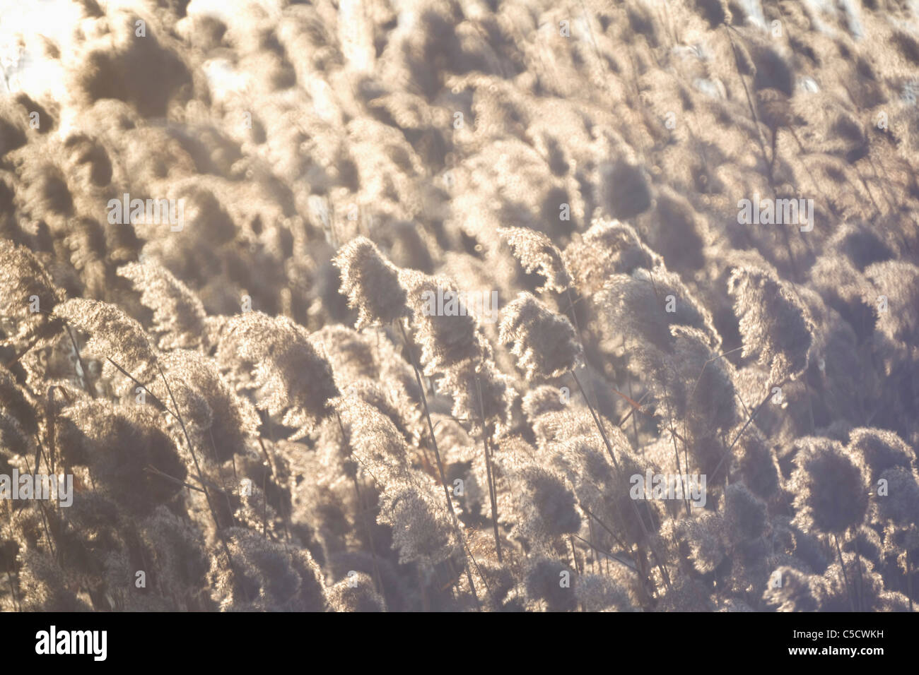 Beauty in the marsh hi-res stock photography and images - Alamy