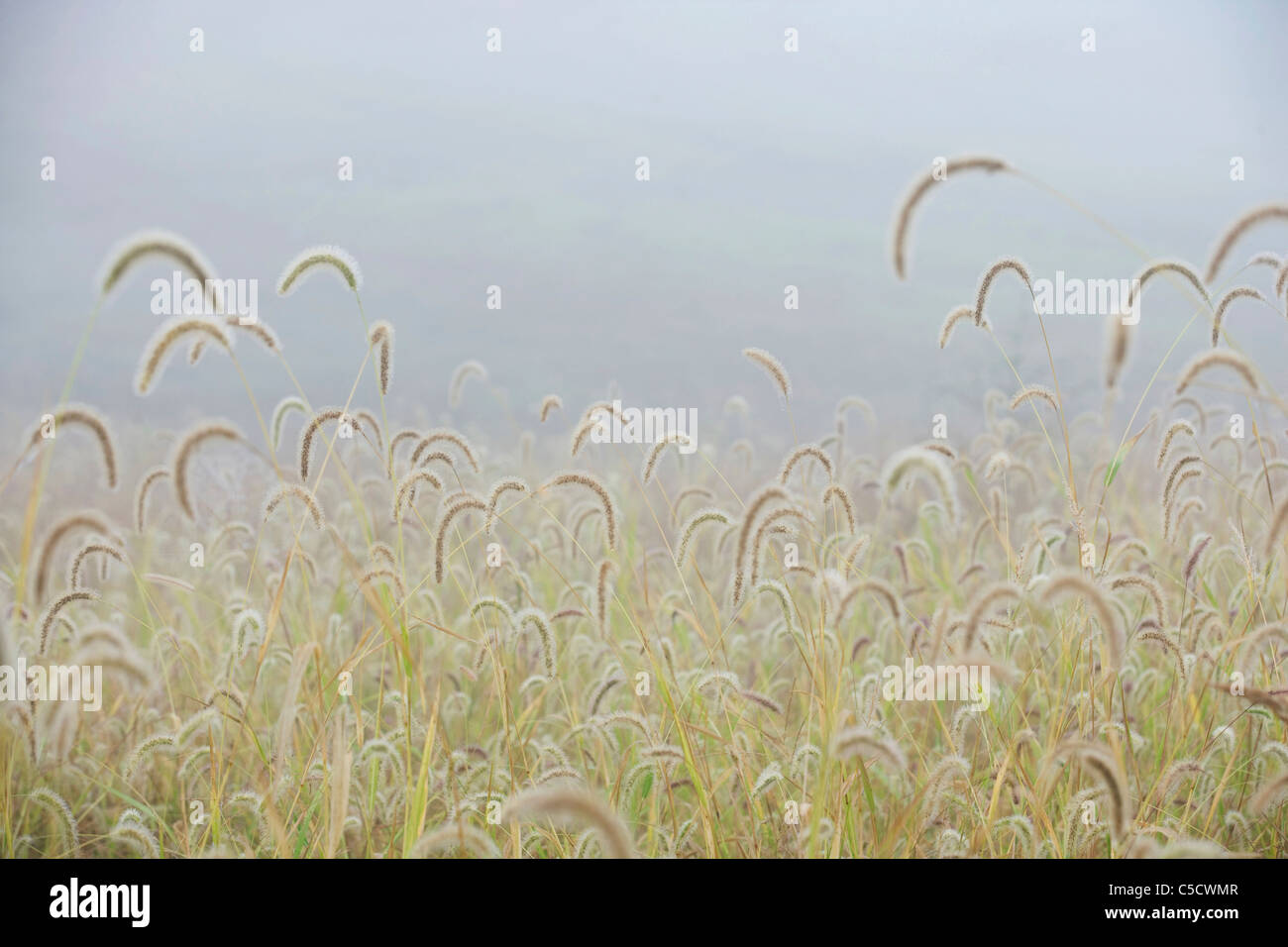Foxtail field hi-res stock photography and images - Alamy