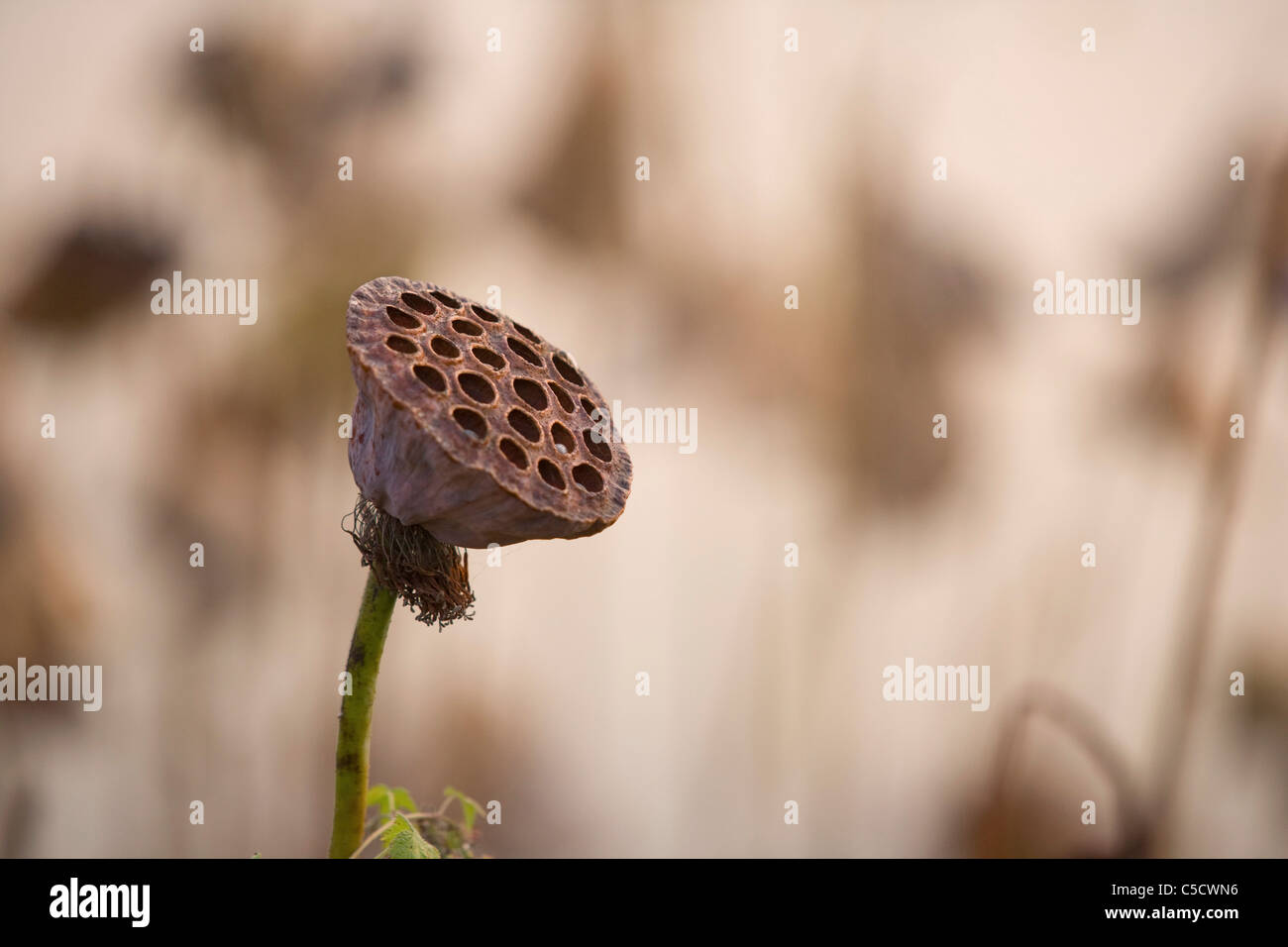 Lotus with stem hi-res stock photography and images - Alamy