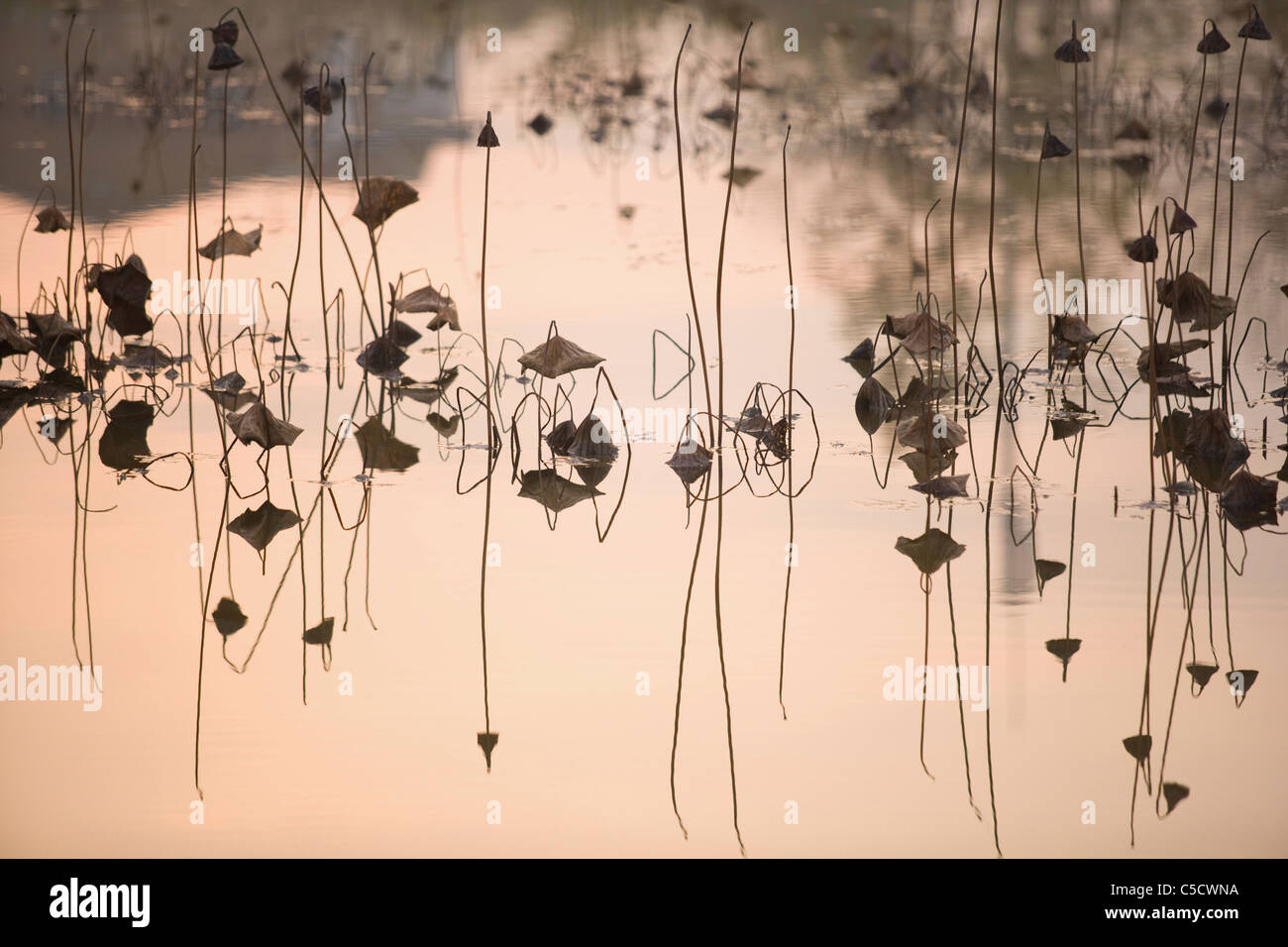 Pond drying up hi-res stock photography and images - Alamy