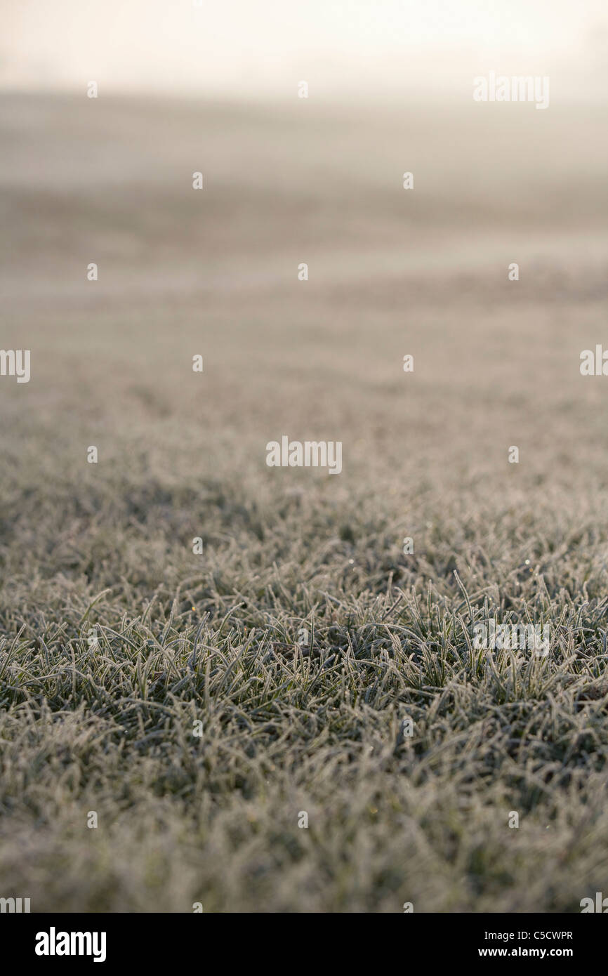 Plants in arid area hi-res stock photography and images - Alamy