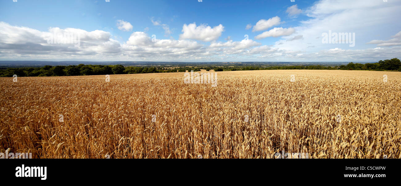 The weald kent hi-res stock photography and images - Alamy