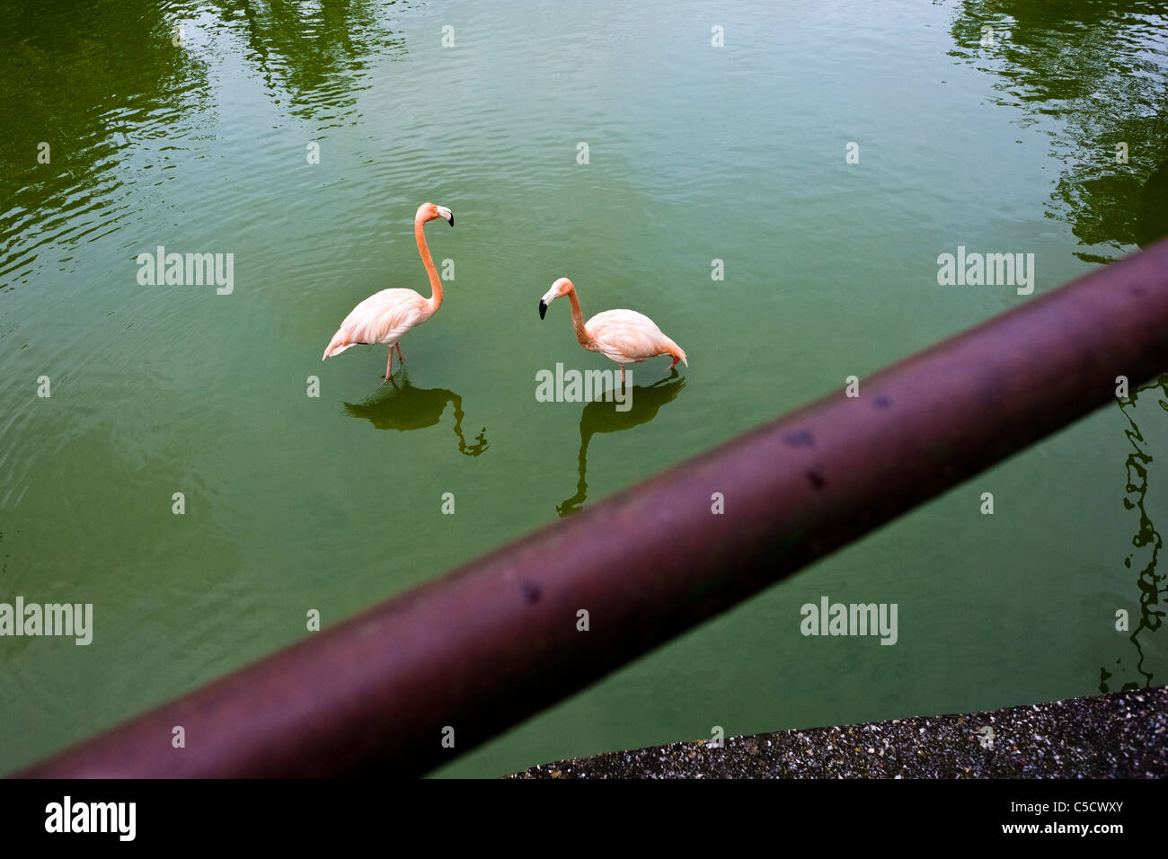 Rundown zoo hi-res stock photography and images - Alamy