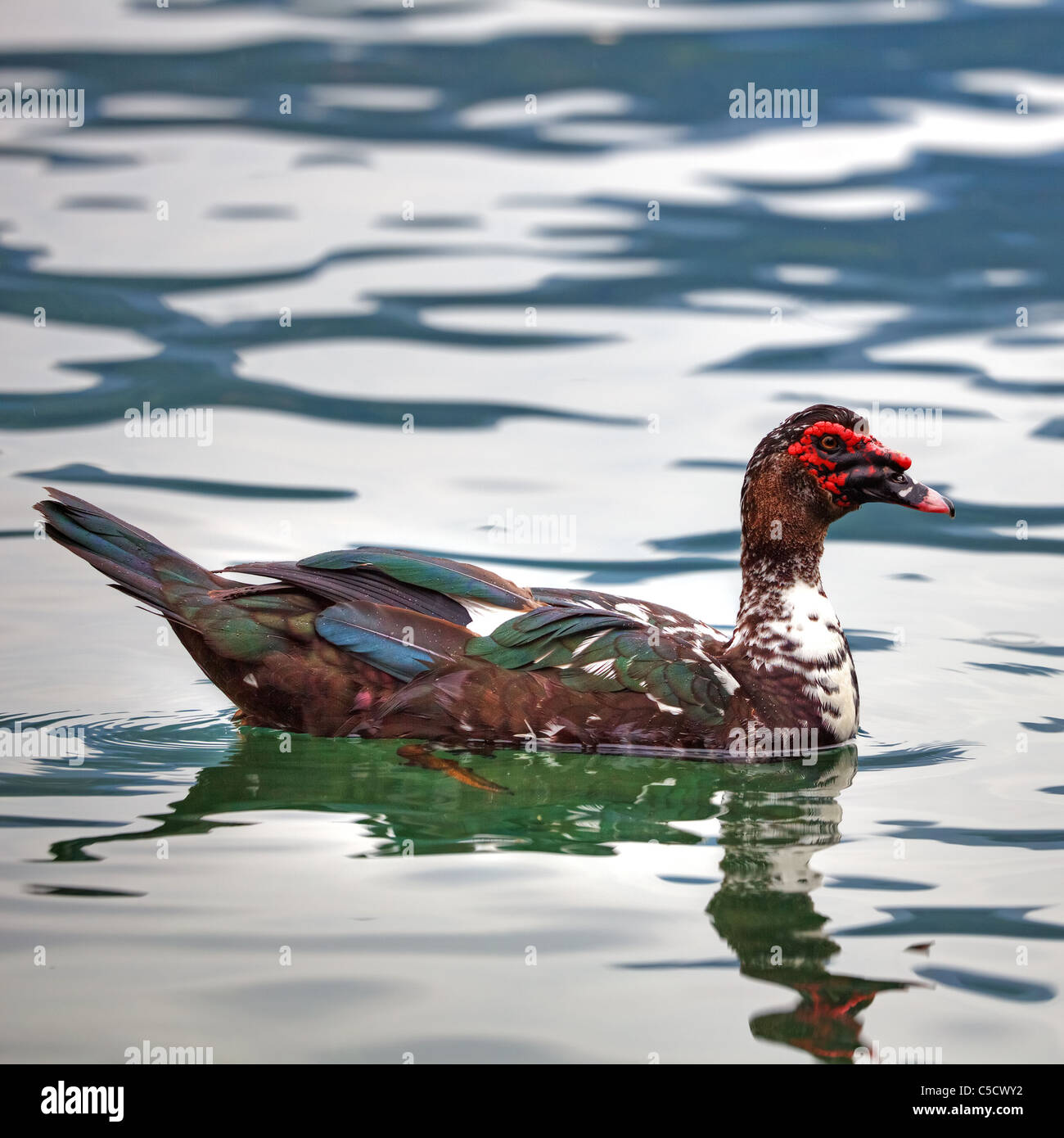 Musk duck water hi-res stock photography and images - Alamy
