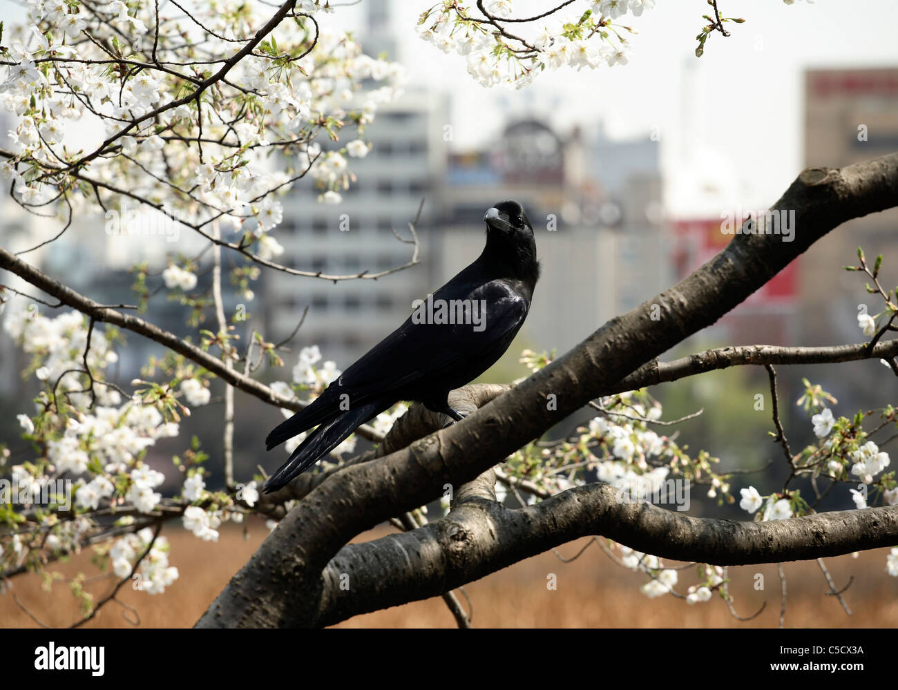Raven tree hi-res stock photography and images - Alamy