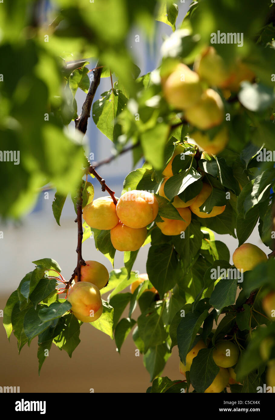 Sapling fruit tree hi-res stock photography and images - Alamy