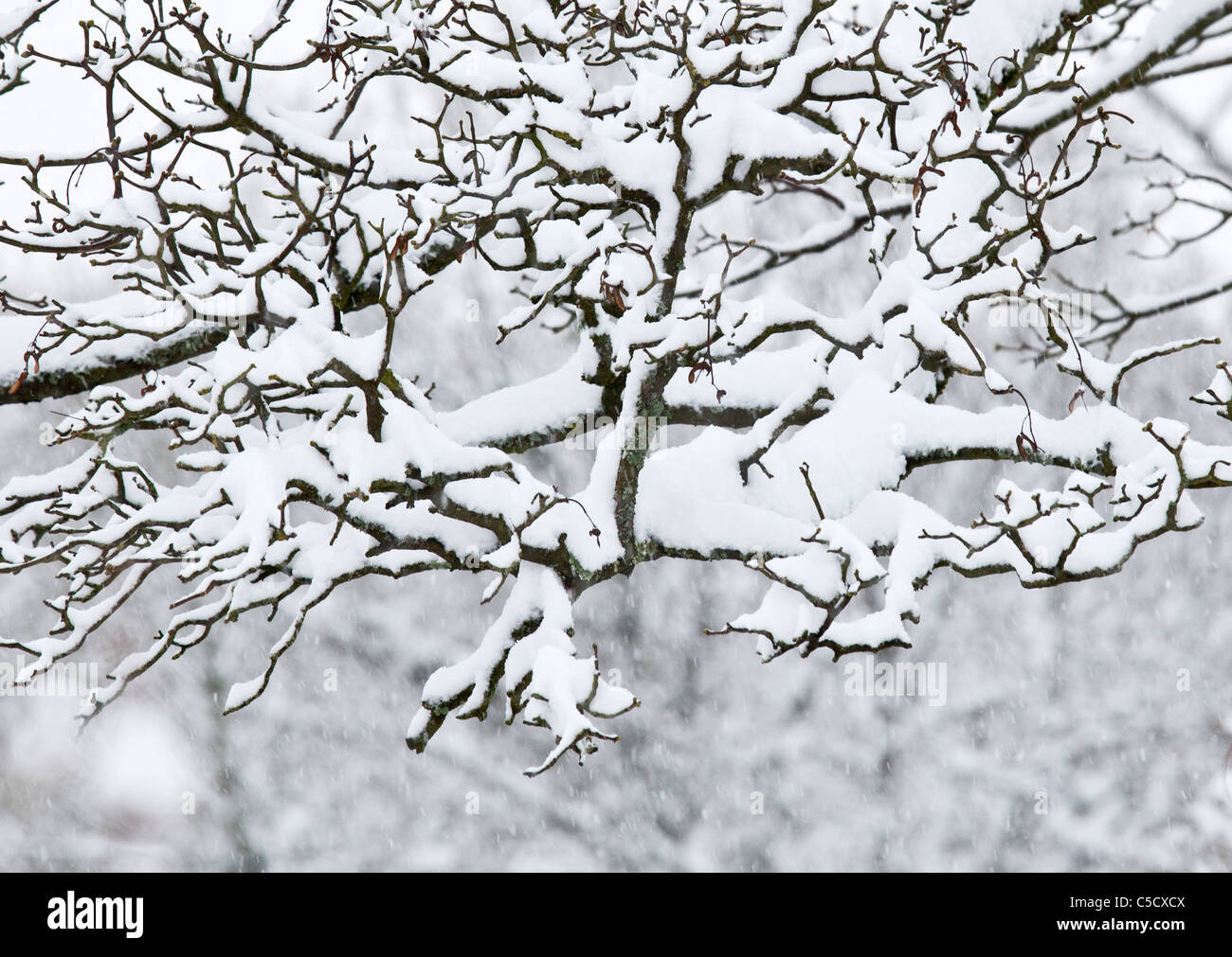 Branches of tree covered in snow Stock Photo - Alamy