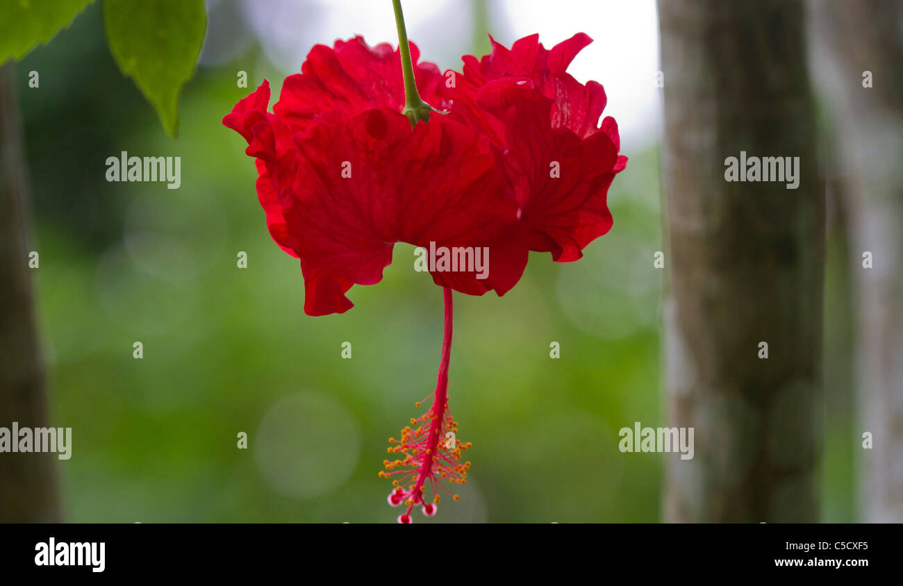 National flower of peru hi-res stock photography and images - Alamy