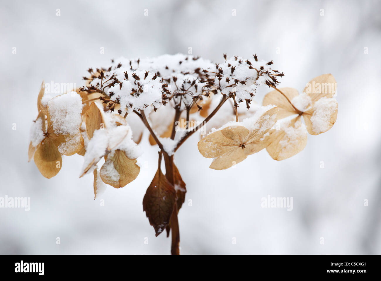 Hydrangea flowers in winter in the snow hi-res stock photography and ...