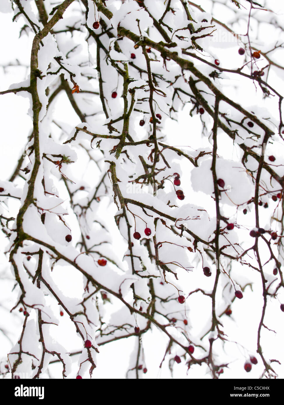 Branches of Hawthorne tree covered in red berries and snow Stock Photo ...