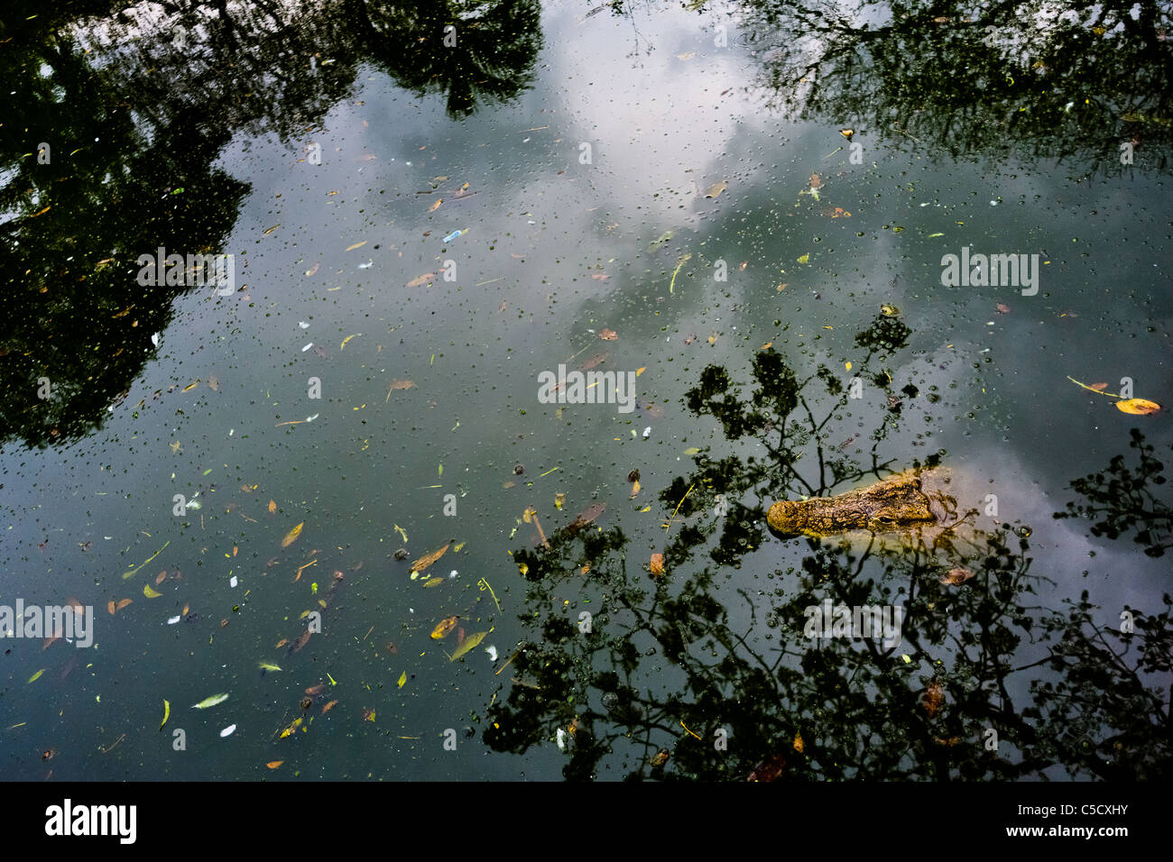 A crocodile swims in a polluted lagoon at the Havana Zoo, Havana, Cuba ...
