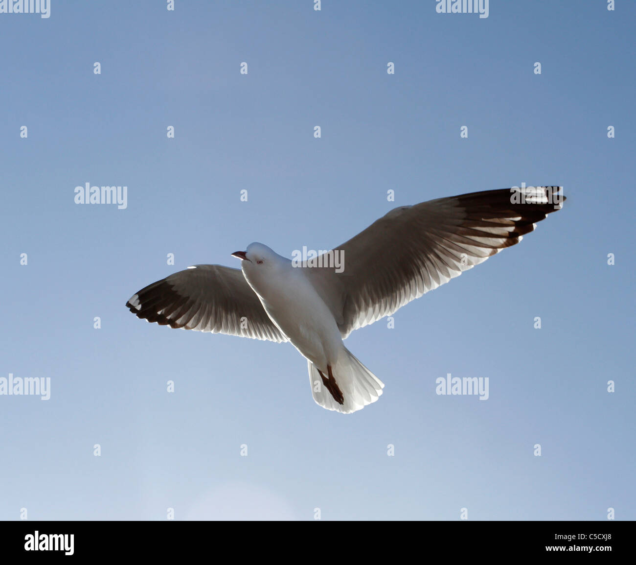 Seagull in flight looking down Stock Photo - Alamy