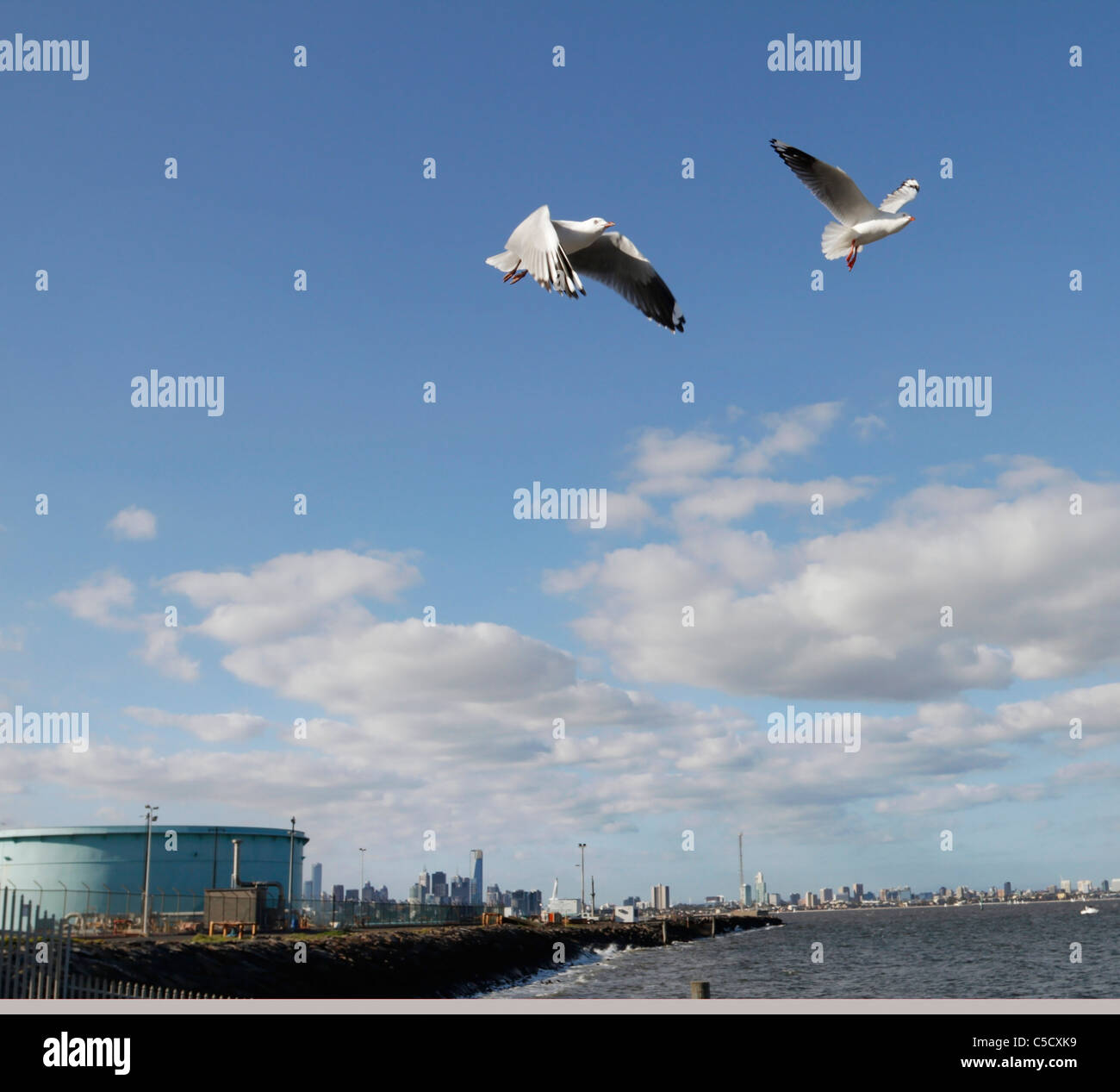 Two Seagulls in flight at Williamstown - Victoria, Australia. In the ...