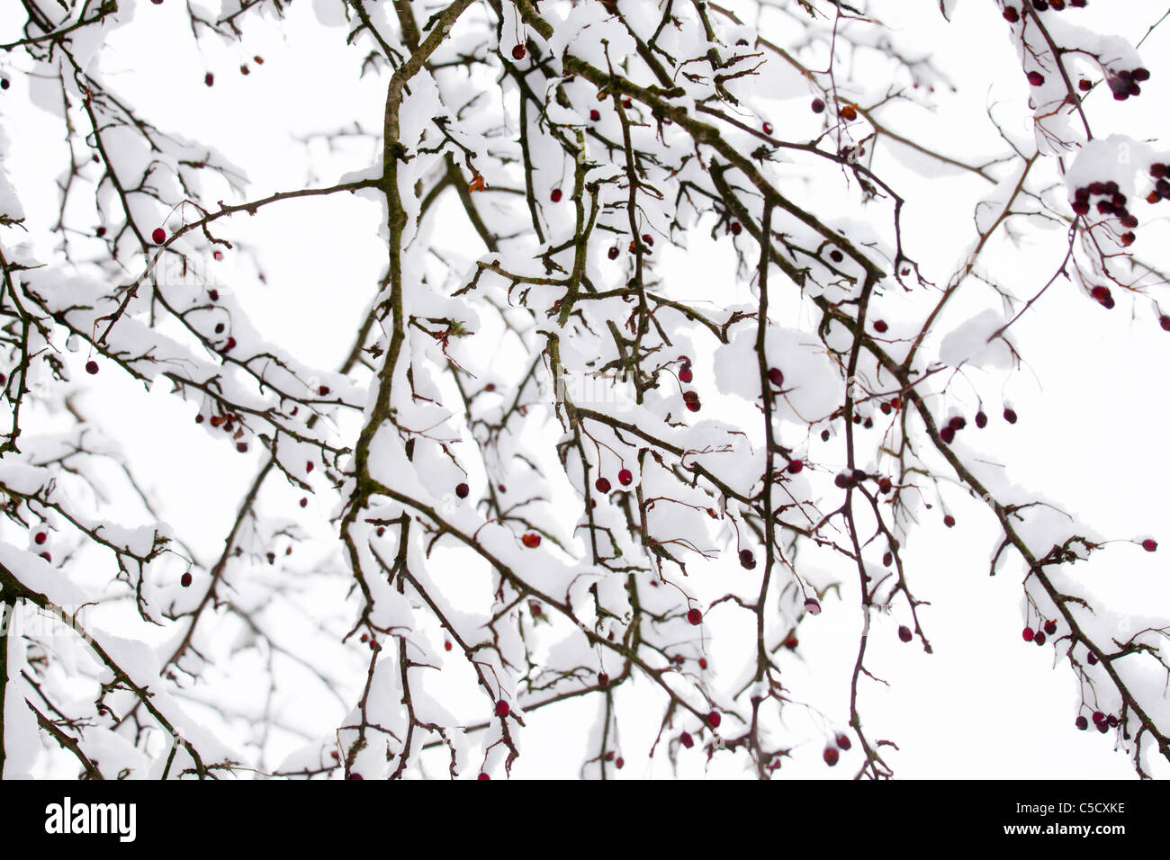 Hawthorne tree hi-res stock photography and images - Alamy
