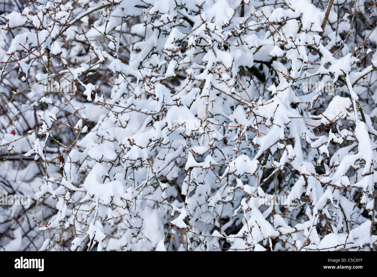 Branches of tree covered in snow Stock Photo - Alamy