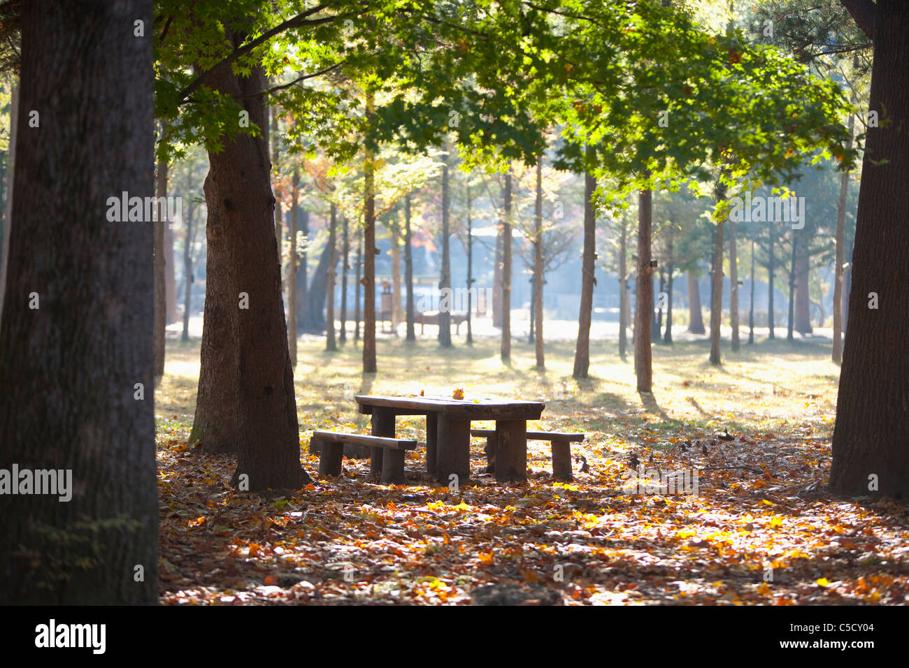 benches in fall forest Stock Photo - Alamy