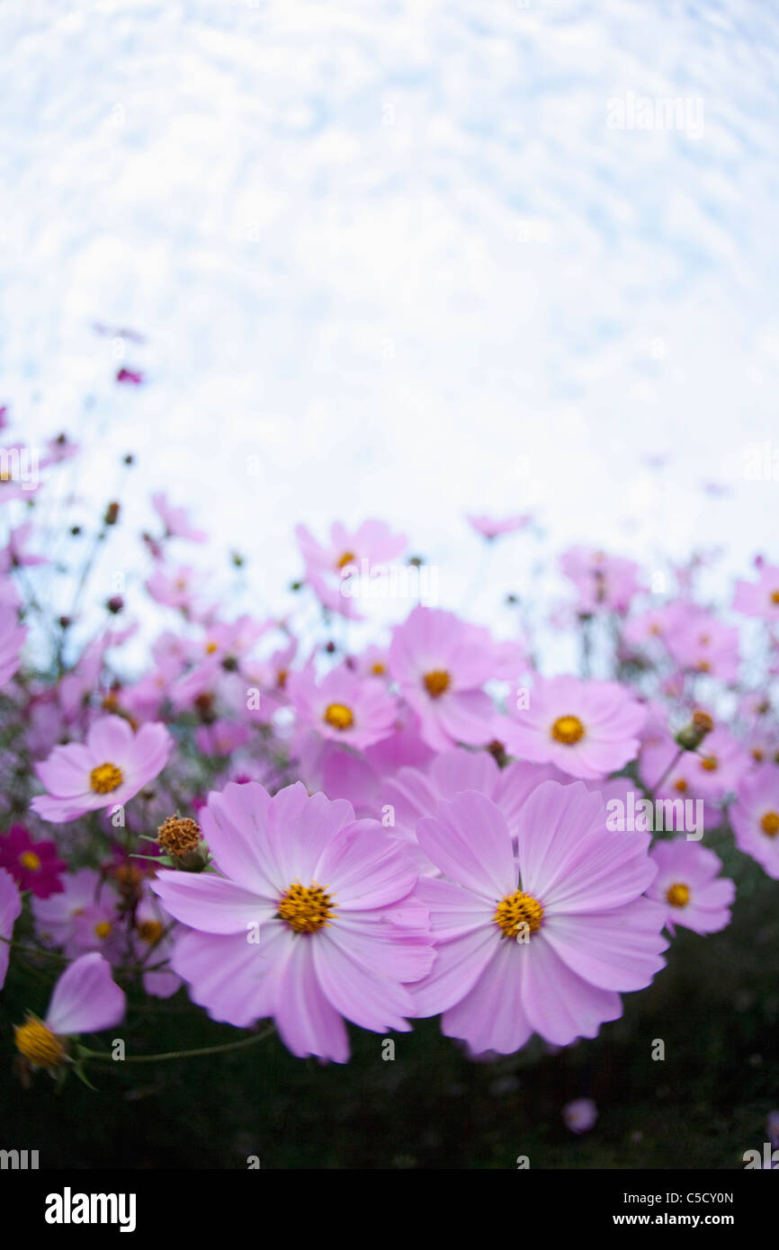 Cosmos flow hi-res stock photography and images - Alamy