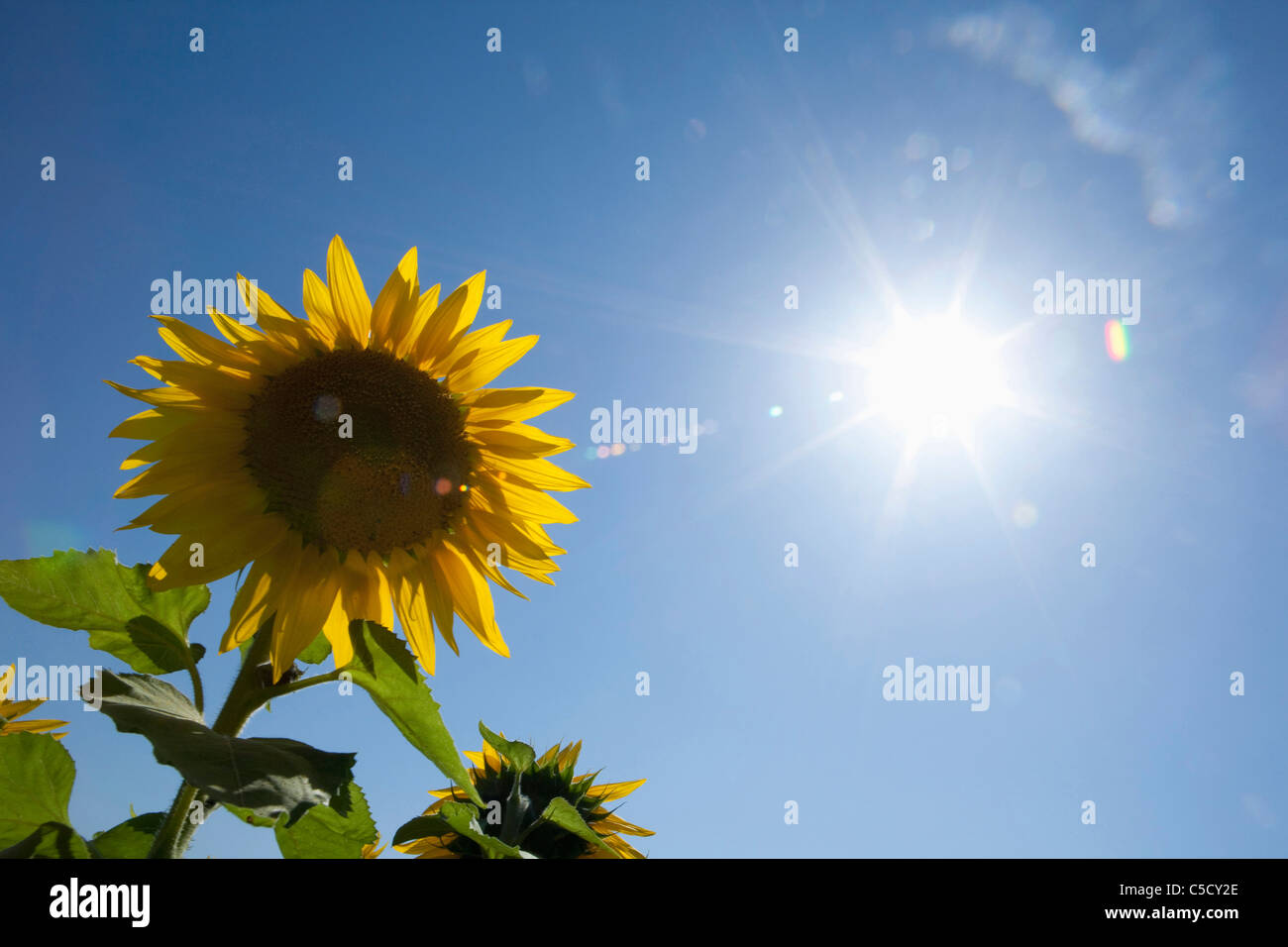 sunflower under the sun light Stock Photo - Alamy