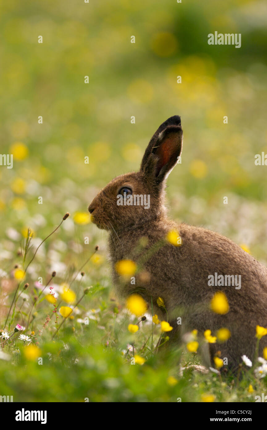 Is a hare hi-res stock photography and images - Alamy