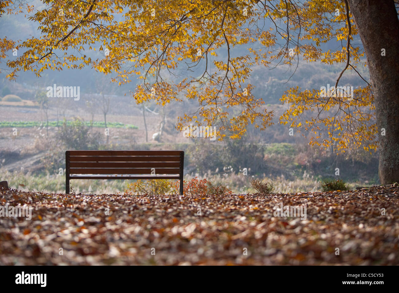 Bench under tree fallen leaves hi-res stock photography and images - Alamy