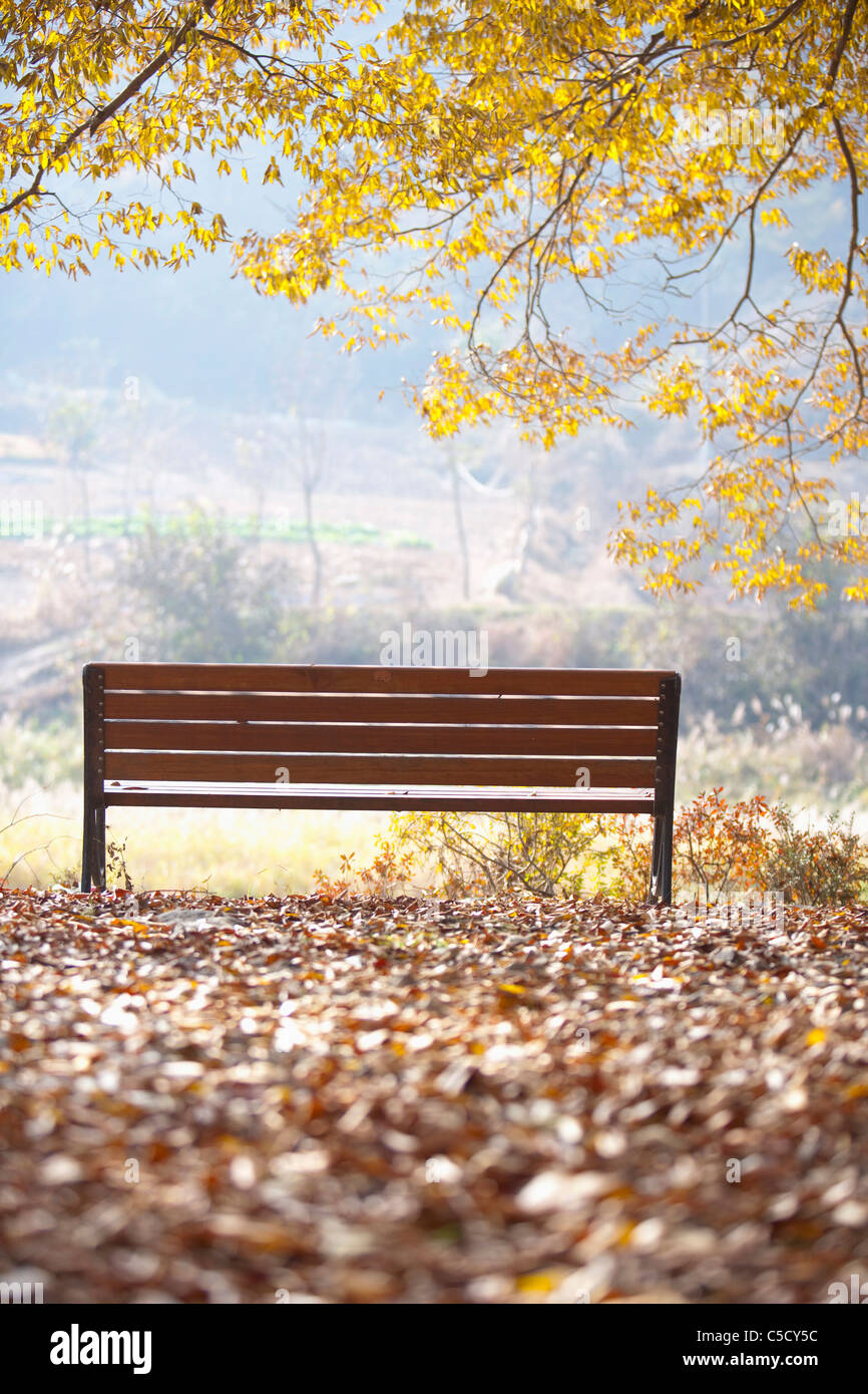 lonely bench by the autumn tree Stock Photo - Alamy
