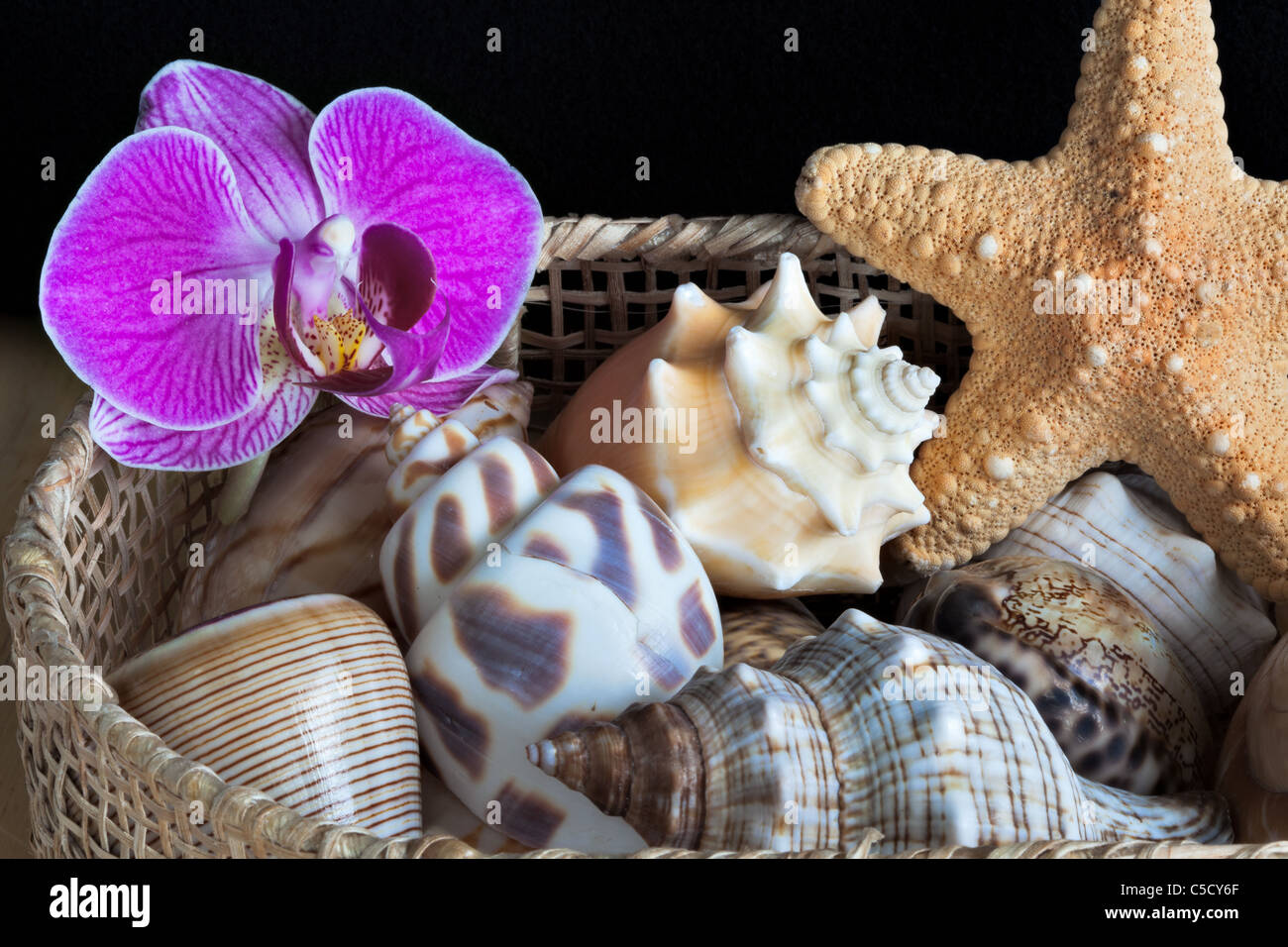 Shell pink flower blooms hi-res stock photography and images - Alamy