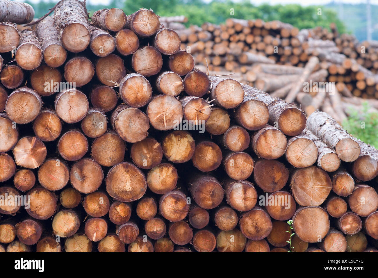 stack of firewood Stock Photo - Alamy