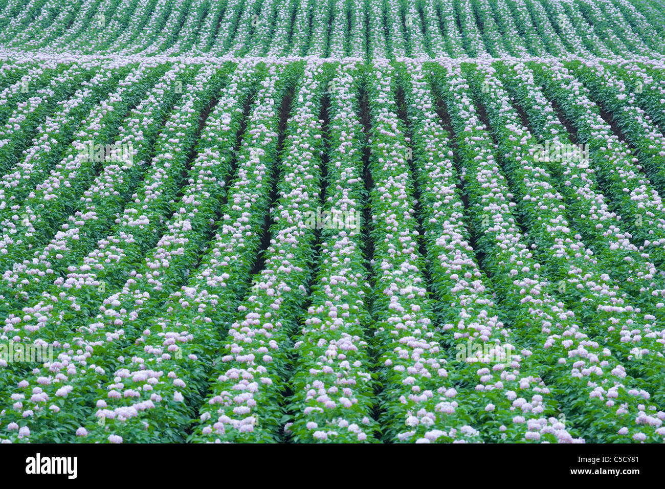 path in flower field Stock Photo - Alamy