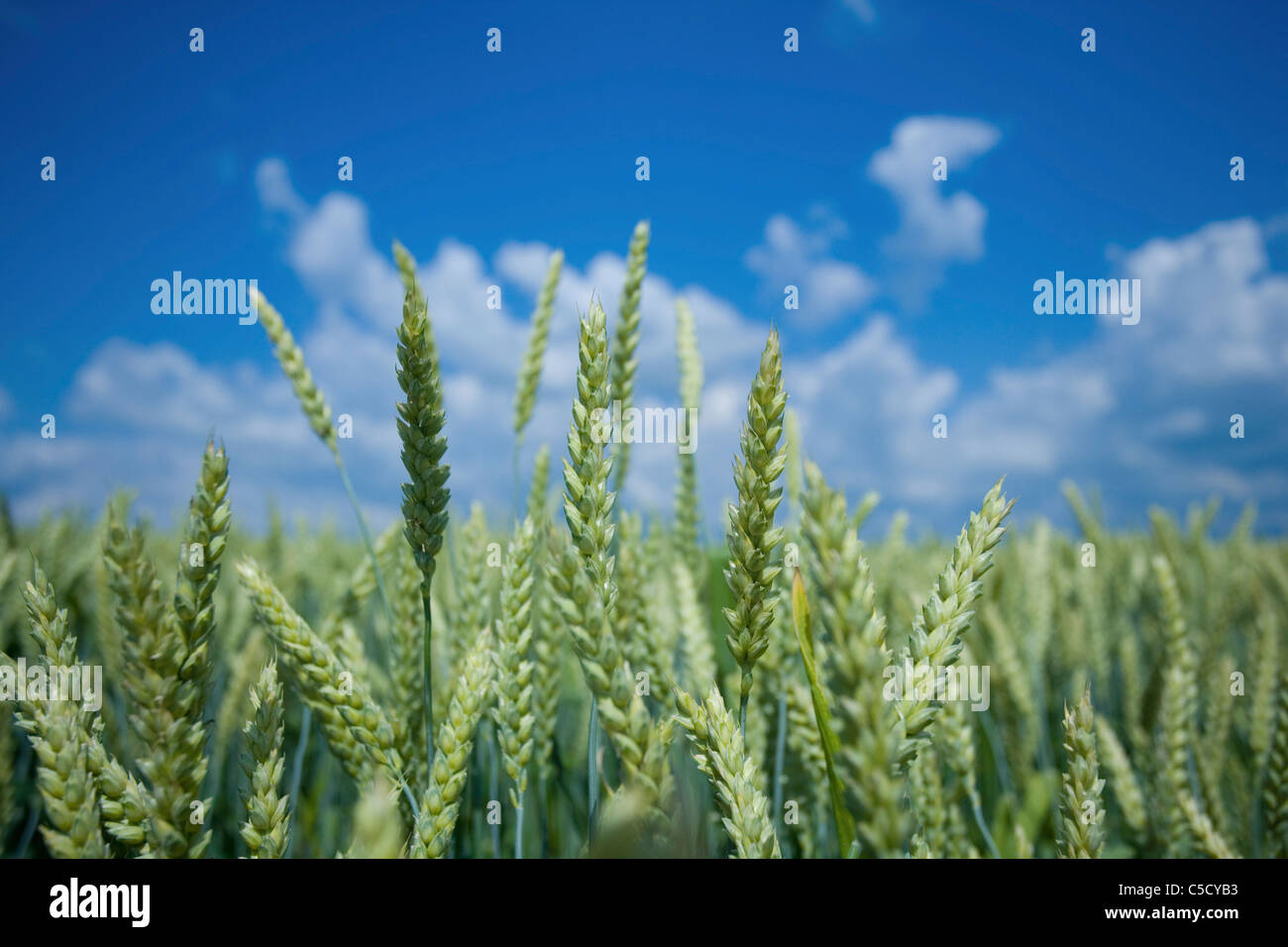 Roma rice hi-res stock photography and images - Alamy