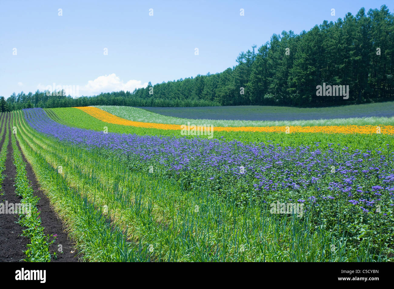 various colours of flower field Stock Photo - Alamy