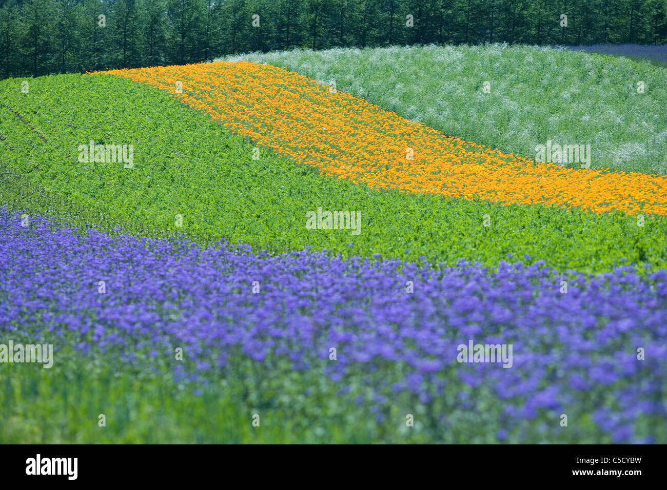 various colours of flower field Stock Photo - Alamy