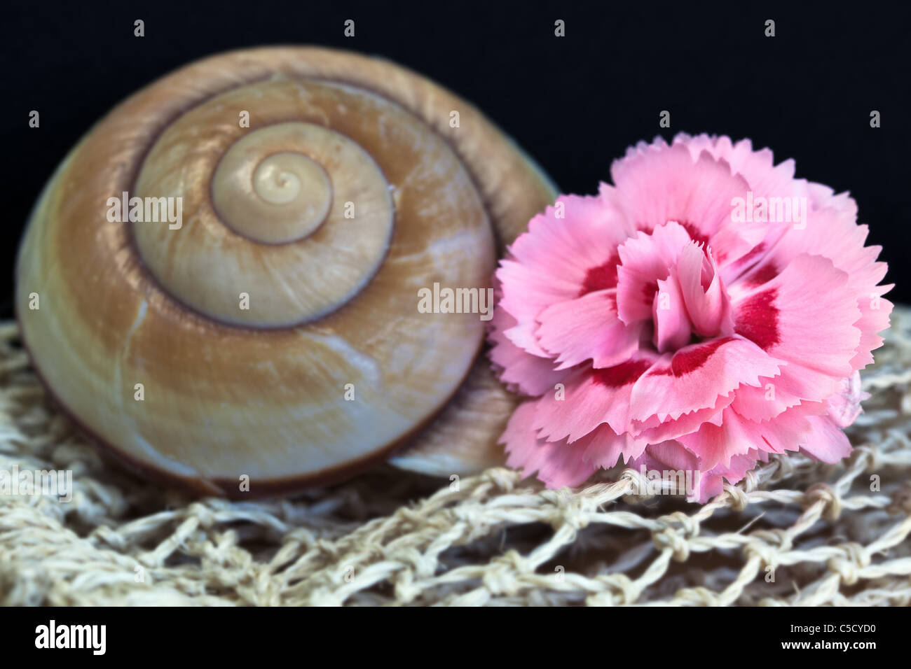 Pink Carnation and Giant Brown Snail shell Stock Photo - Alamy