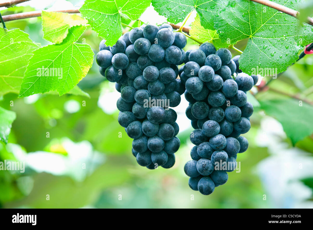 grapes fruit on vine Stock Photo - Alamy