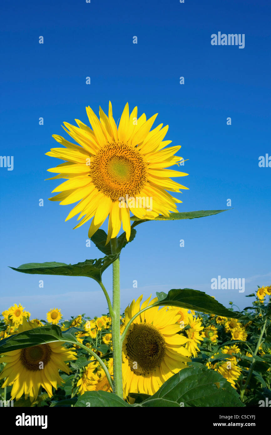 Single flower standing hi-res stock photography and images - Alamy