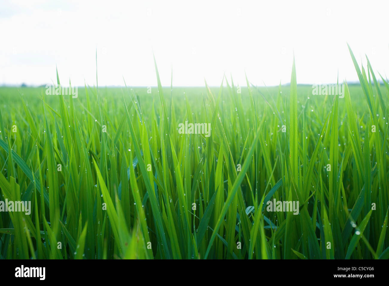 dewy plants in green field Stock Photo - Alamy