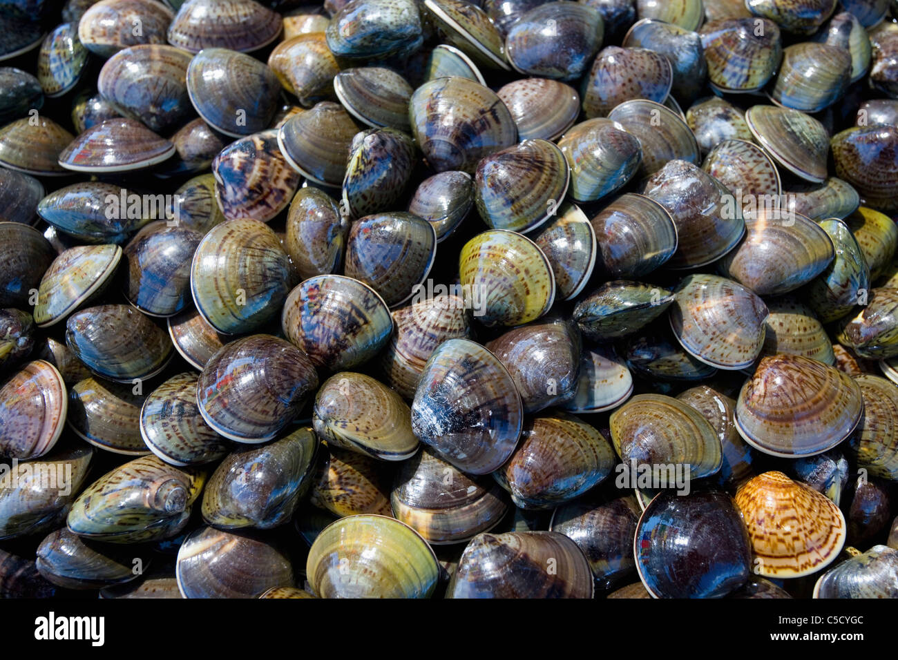 stack of seashells Stock Photo - Alamy
