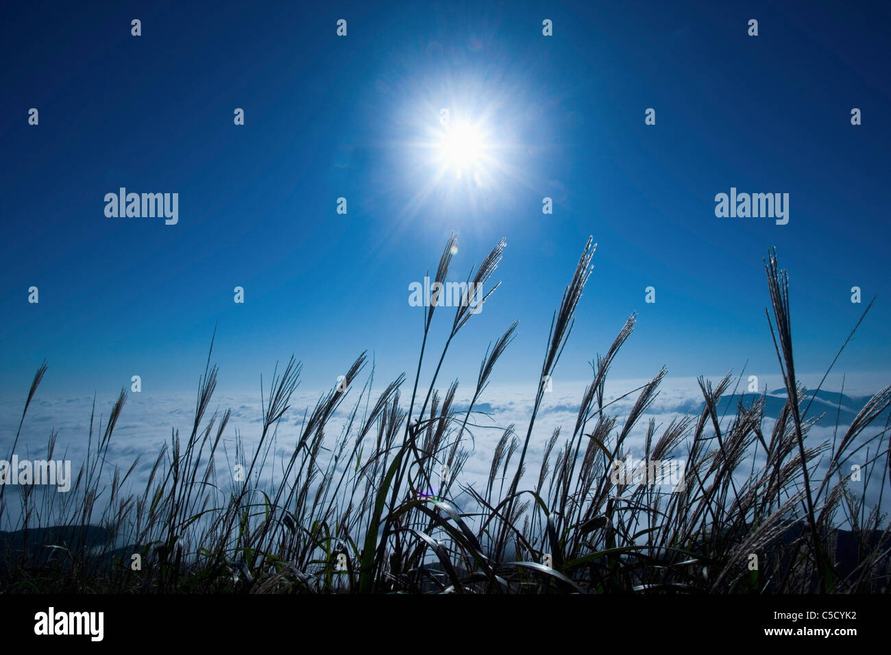 field of reeds under the sunshines Stock Photo - Alamy