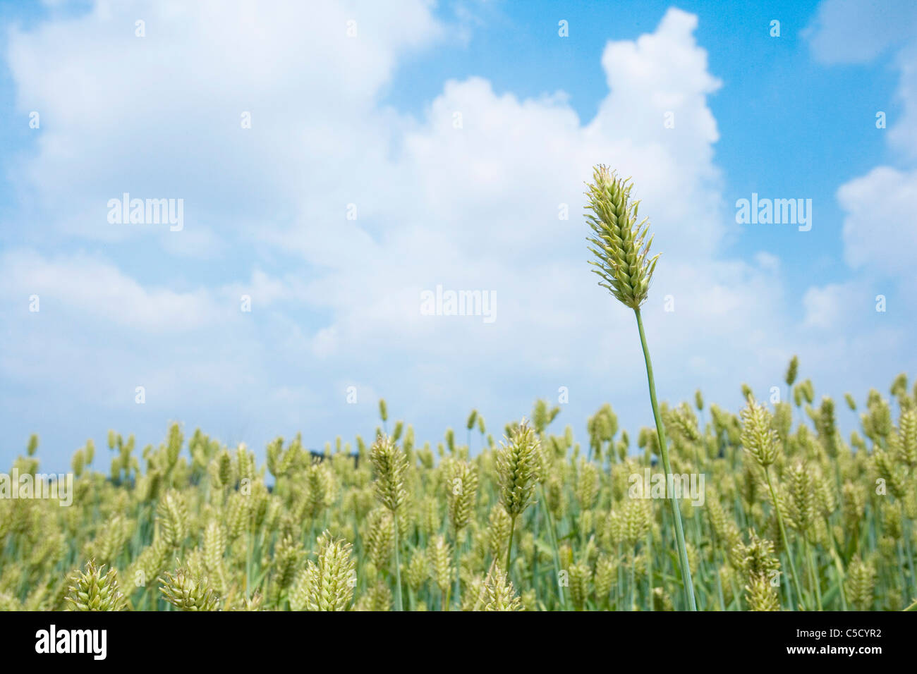 closeup of barley field Stock Photo - Alamy