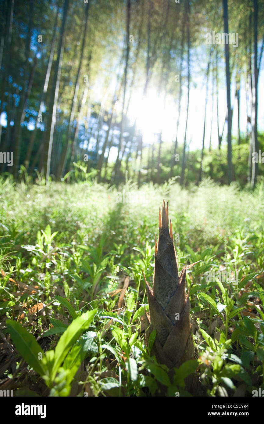 Bamboo sprouts hi-res stock photography and images - Alamy