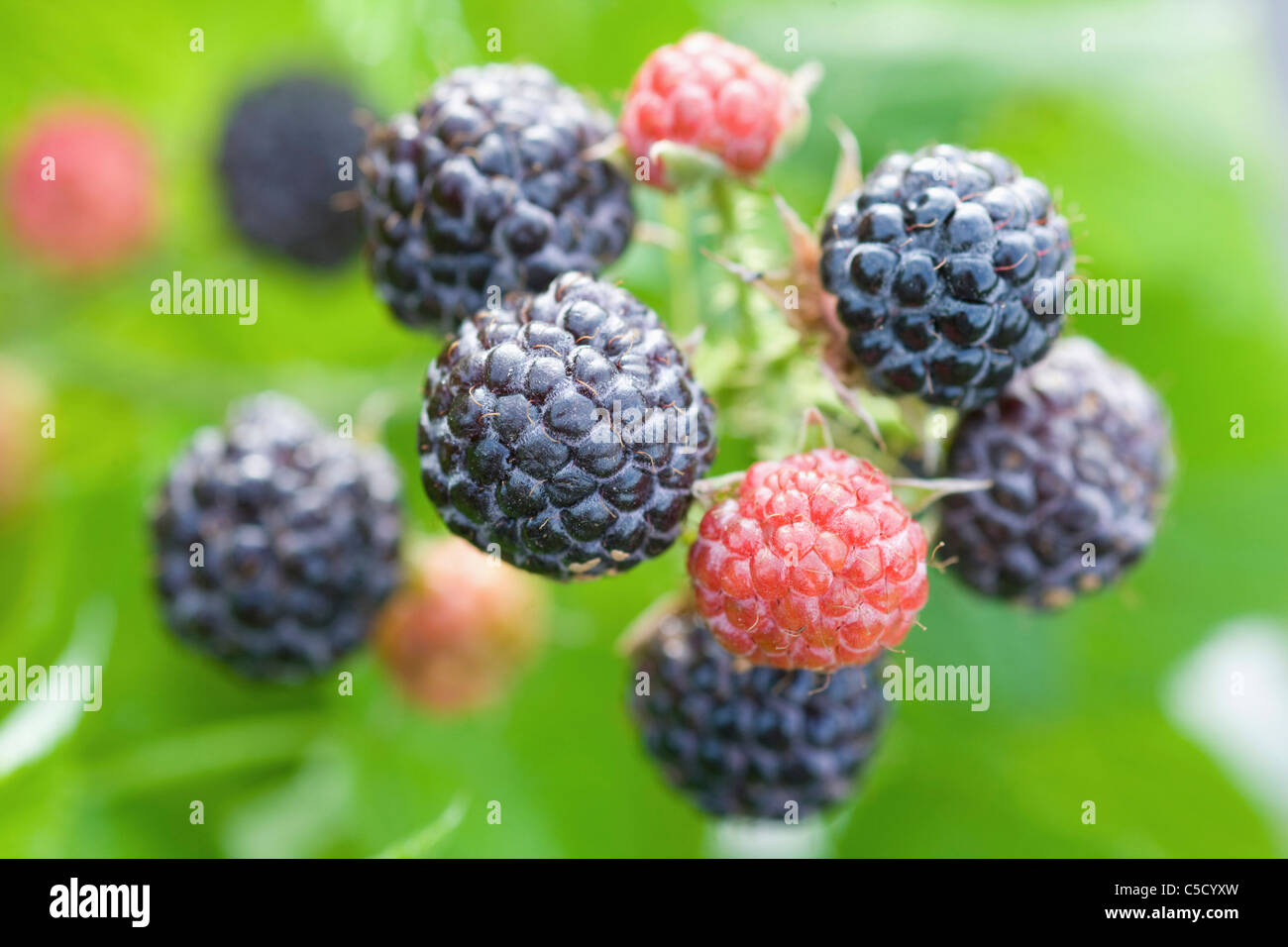 closeup of raspberries Stock Photo - Alamy