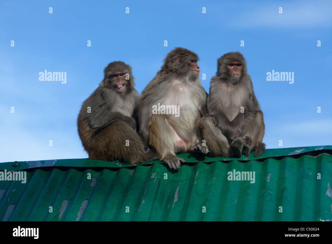 Monkey on a roof top hi-res stock photography and images - Alamy