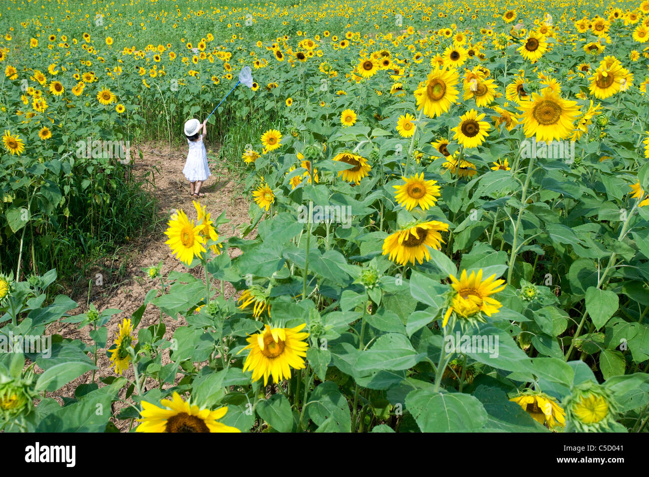 girl catching bugs with net in the sunflower field Stock Photo - Alamy