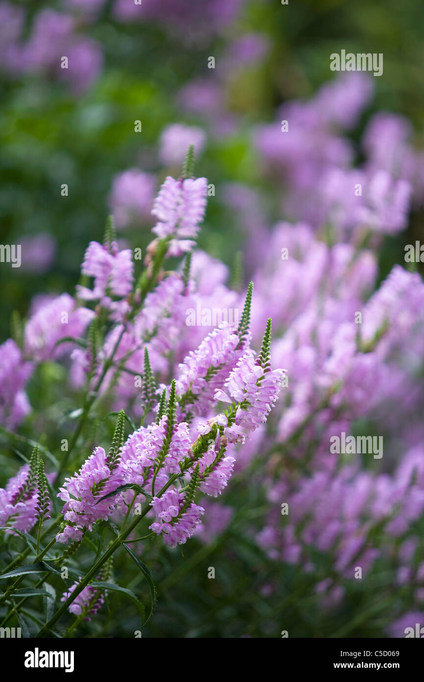 puple flower field Stock Photo - Alamy