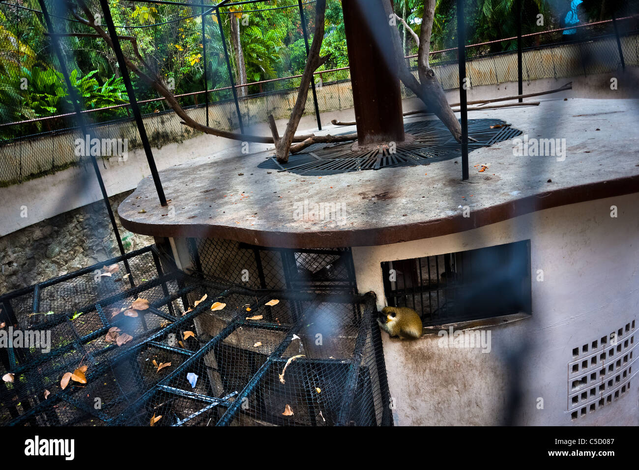 Poor monkey hi-res stock photography and images - Alamy