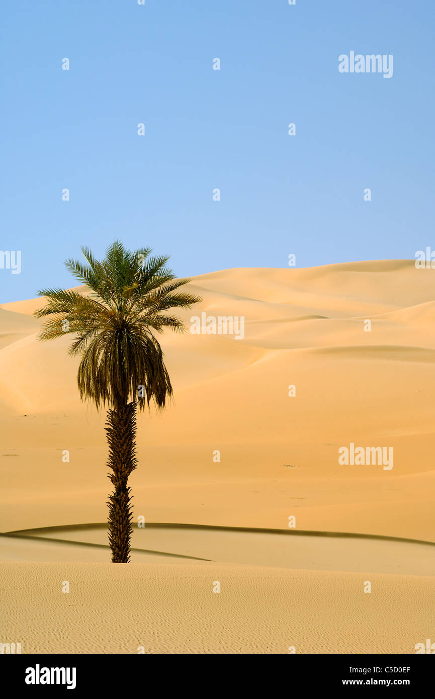 Lone palm tree hi-res stock photography and images - Alamy