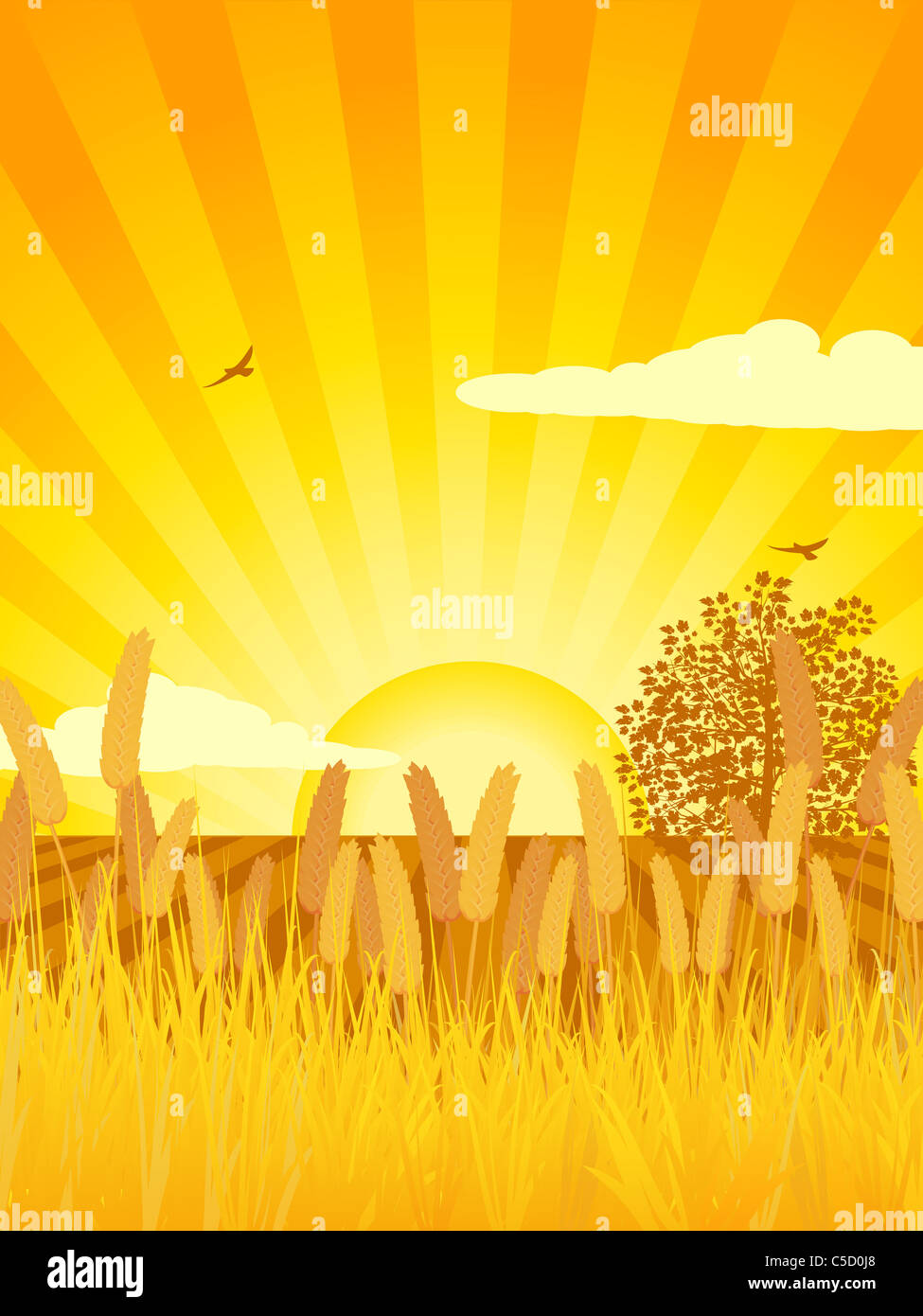Sunset cultivated landscape with corn, tree and cultivated land Stock ...