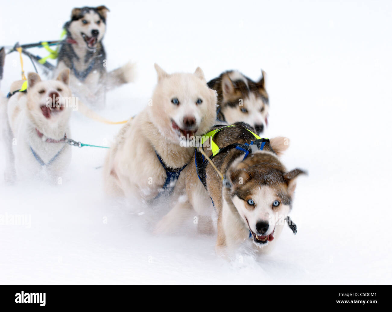 Mushing sledding hi-res stock photography and images - Alamy