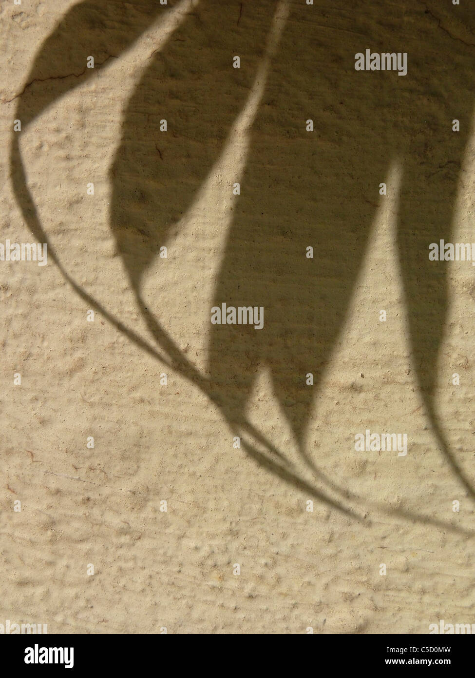 Shadow of a plant leaves Stock Photo - Alamy